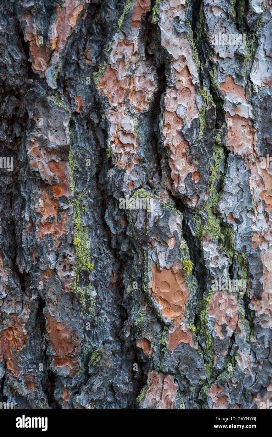 Close-up of bark of Ponderosa pine tree (Pinus ponderosa ) near Pullman ...