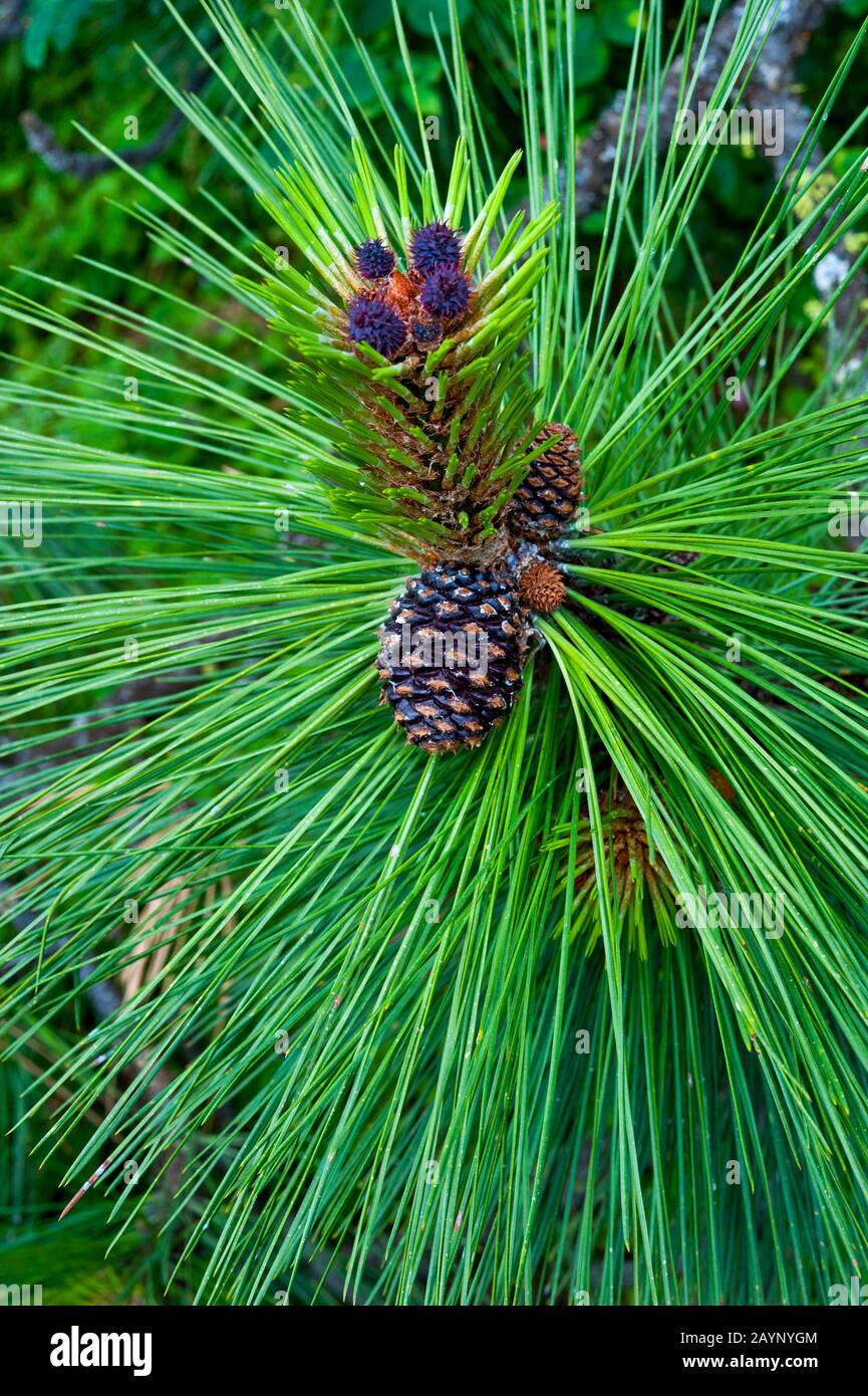 Ponderosa pine female cones hi-res stock photography and images - Alamy