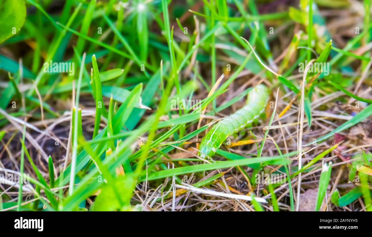 Angle shades caterpillar hi-res stock photography and images - Alamy