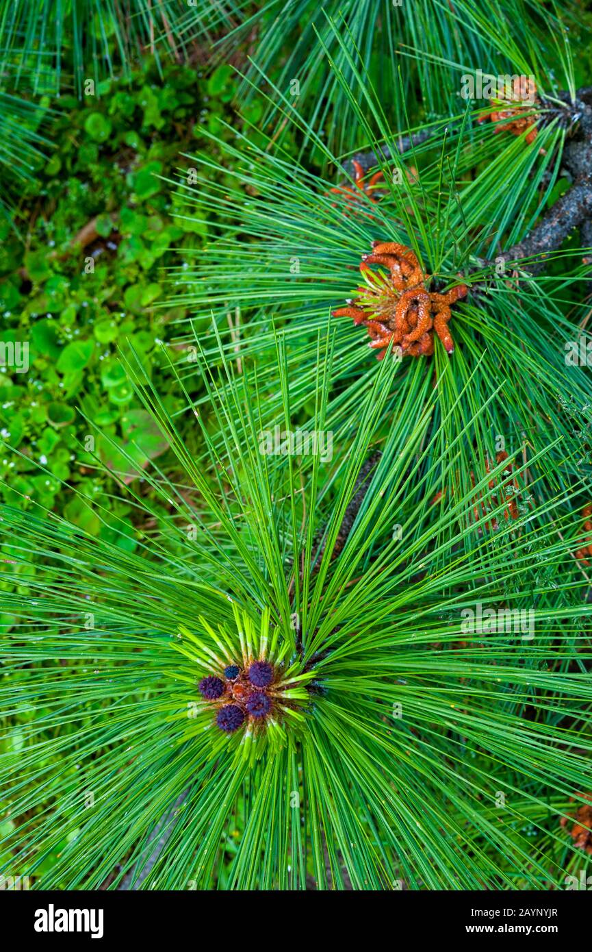 Ponderosa pine tree (Pinus ponderosa ) female flowers and male flowers ...