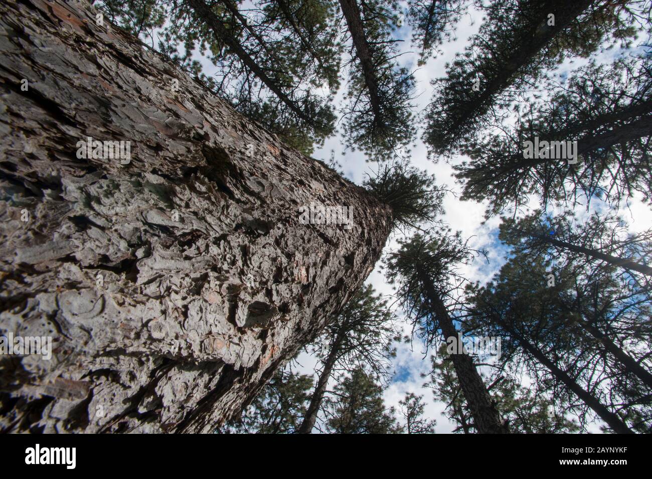Ponderosa pine trees (Pinus ponderosa ) in the Palouse near Pullman ...