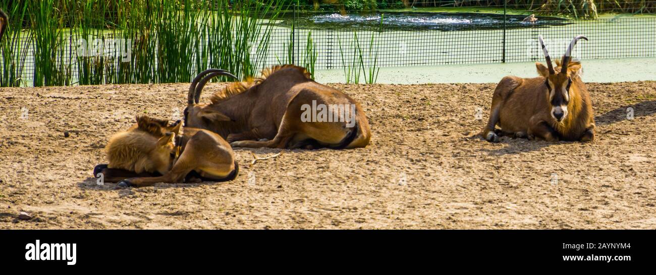 group of roan antelopes resting together, tropical animal specie from ...