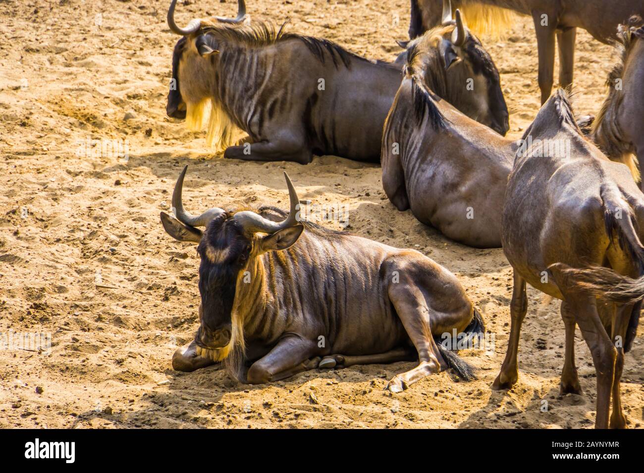 Herd of antelope hi-res stock photography and images - Alamy