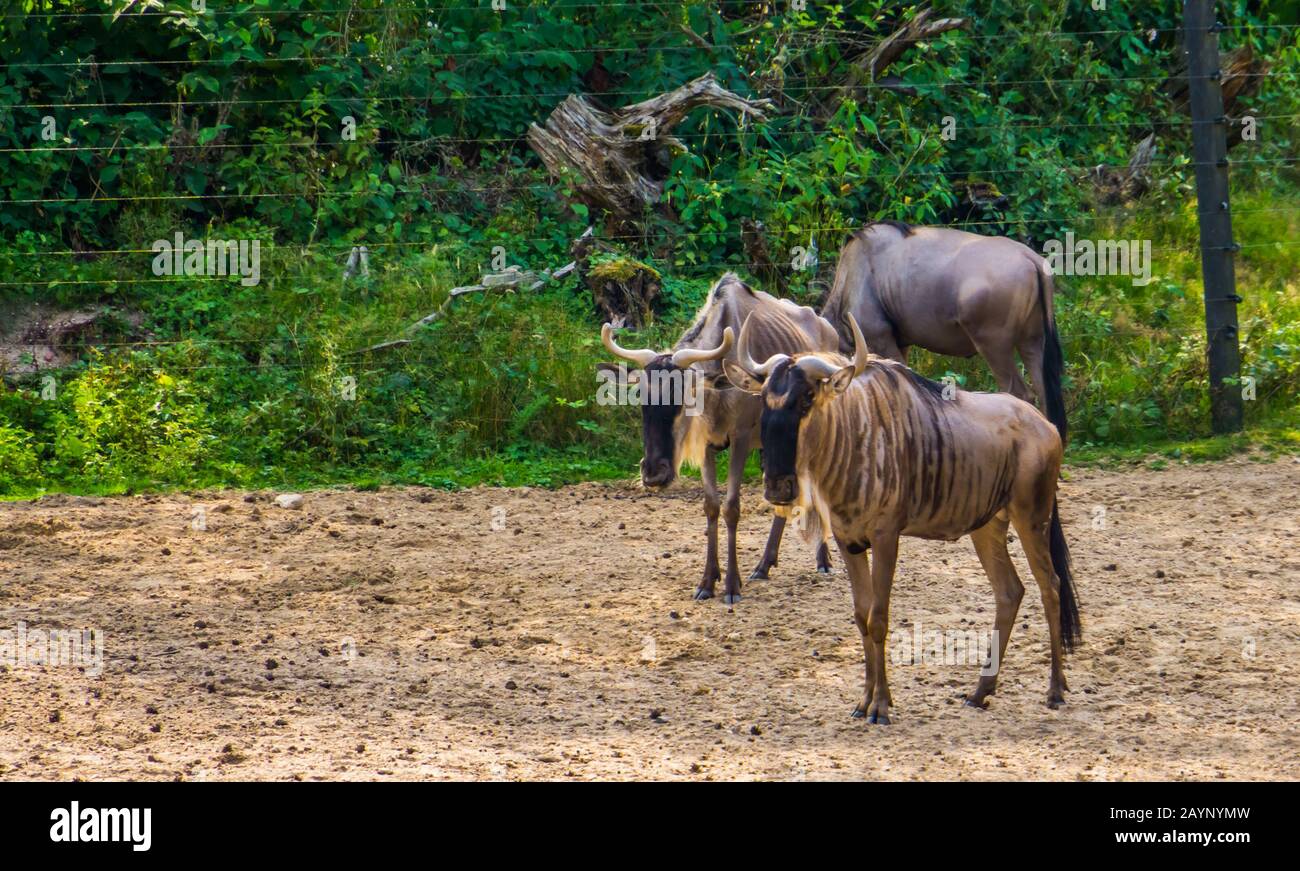 eastern white bearded wildebeest couple together, tropical antelope ...