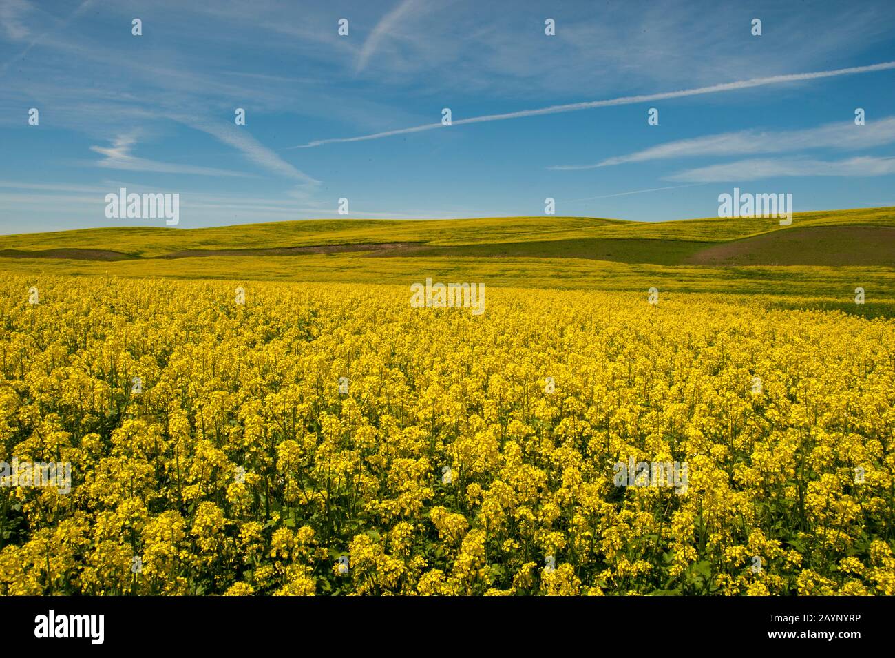 Mustard field in the Palouse near Colfax, Eastern Washington State, USA ...