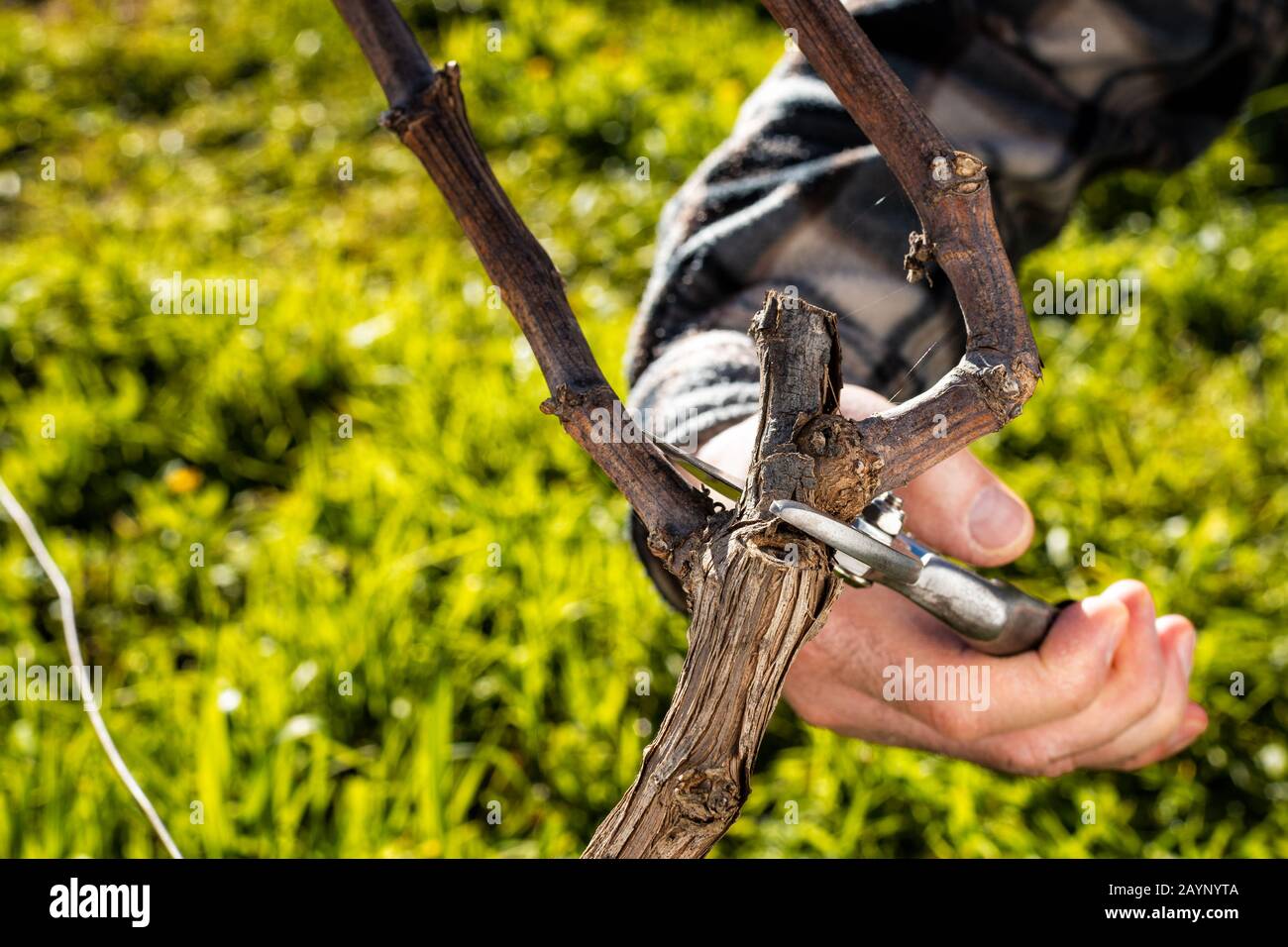 Close-up of a winegrower hand. Prune the vineyard with professional ...