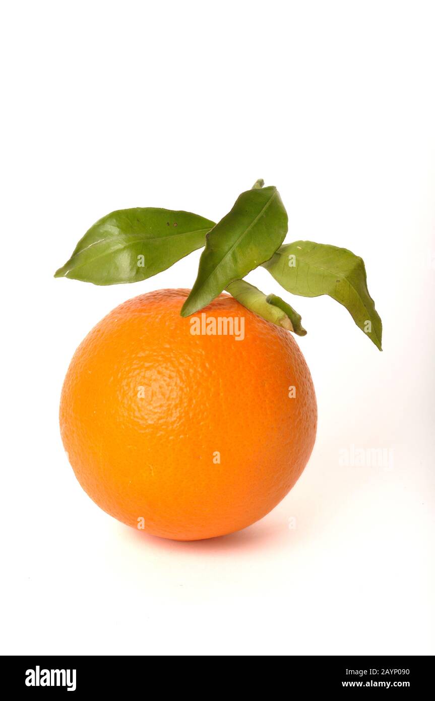 Late navel orange on white background Stock Photo - Alamy
