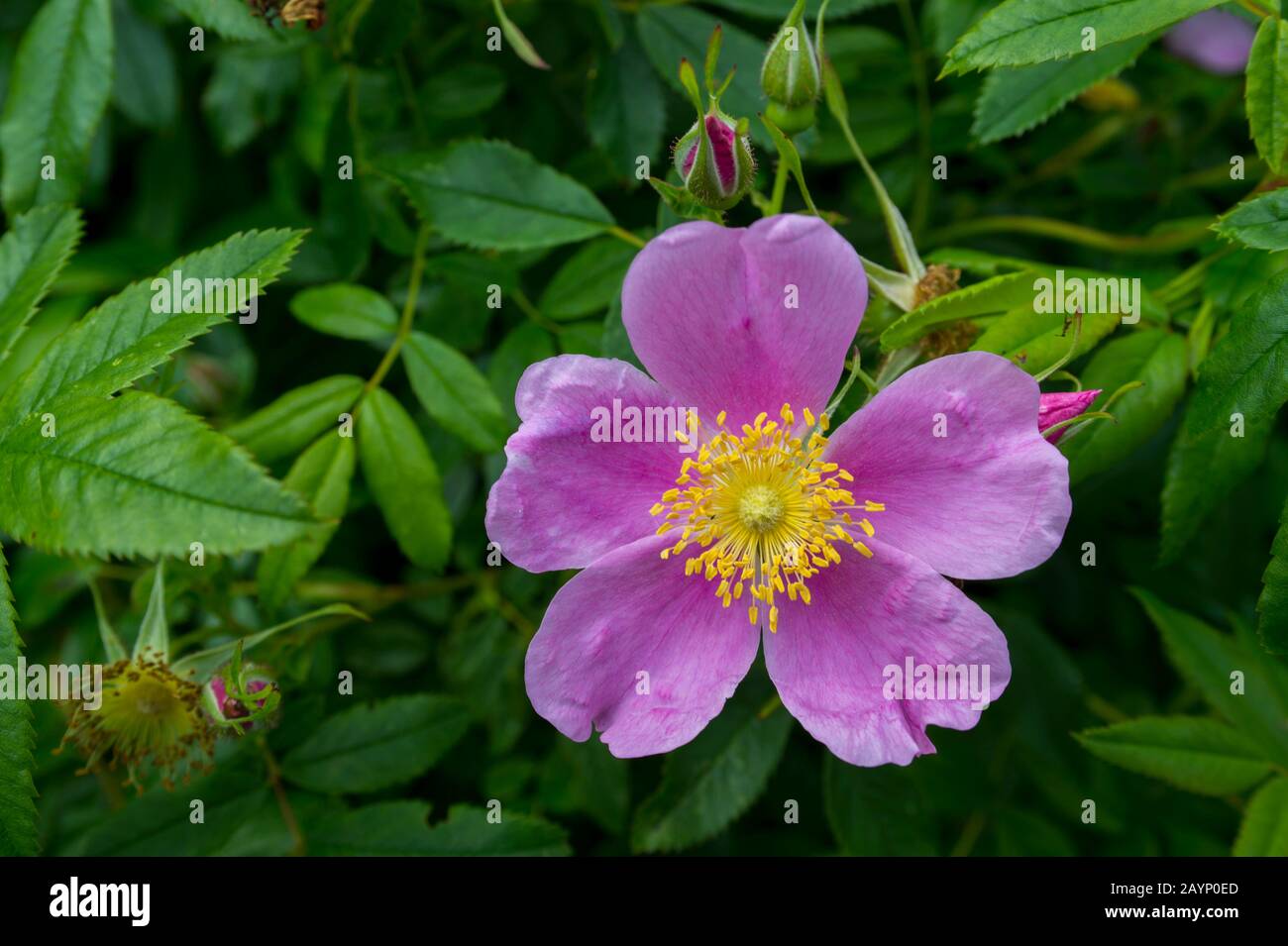 Pasture Rose (Rosa Virginiana) along the Cabot Trail on Cape Breton ...