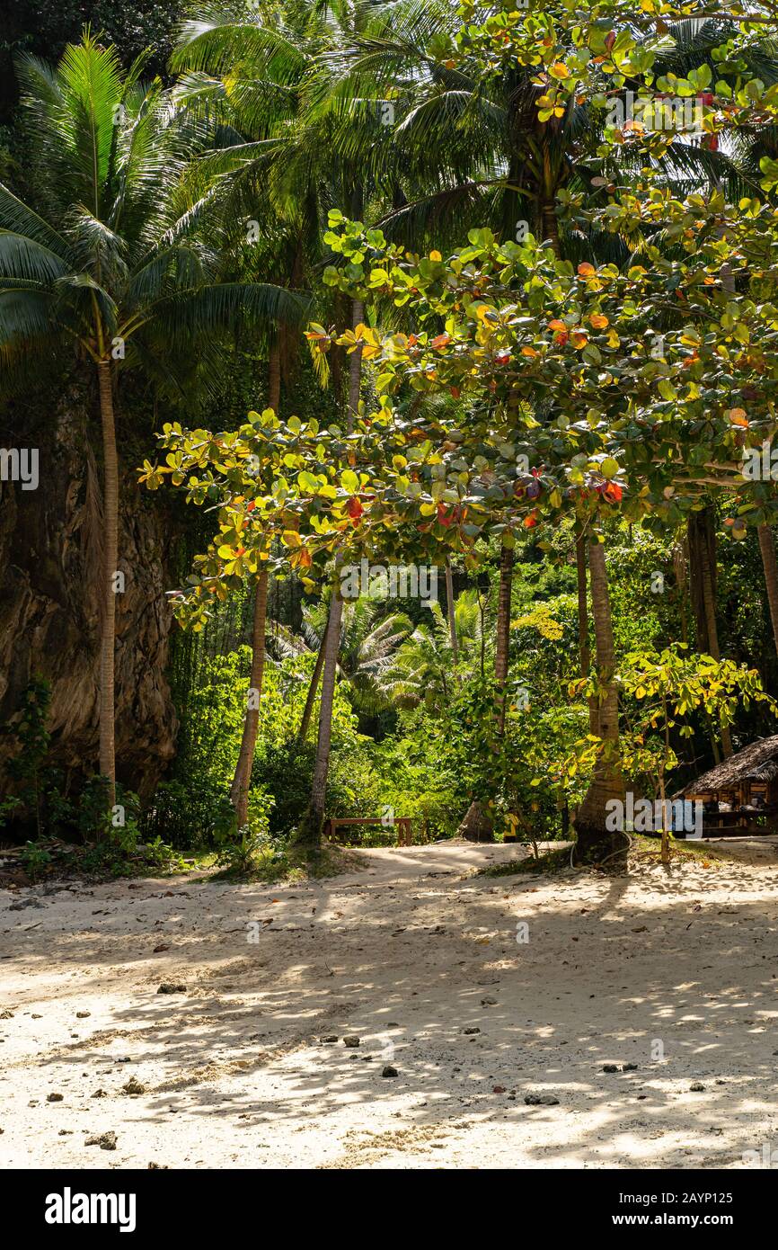 Palm trees making shade on the shore Stock Photo - Alamy
