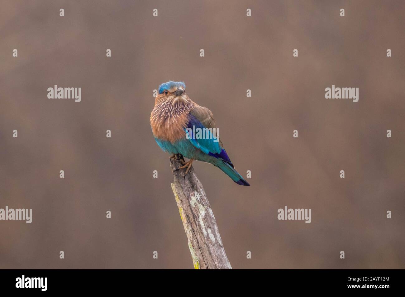 Indian roller or blue jay staring at the visitors during jungle safari ...