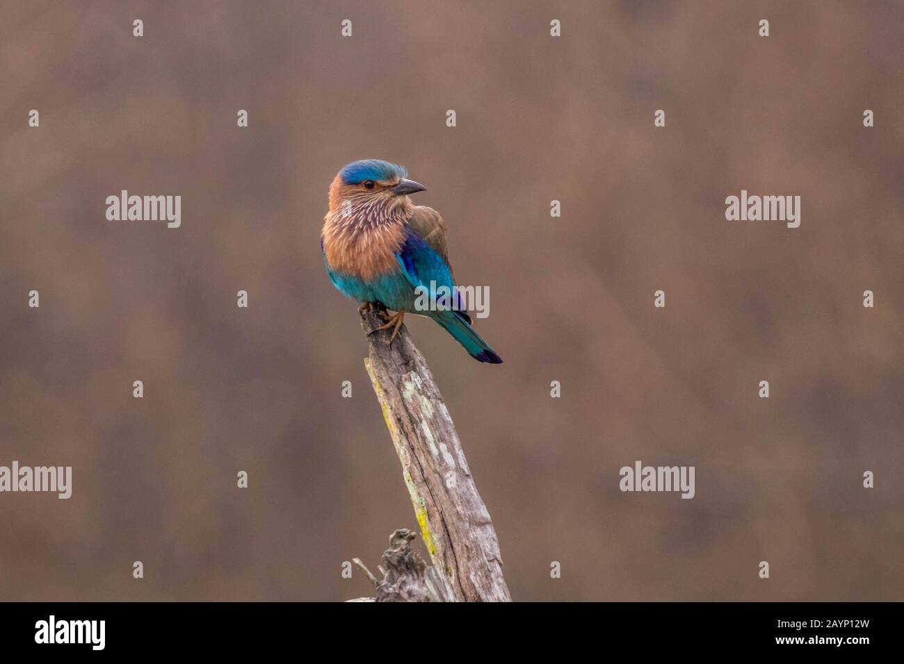 Indian roller or blue jay staring at the visitors during jungle safari ...