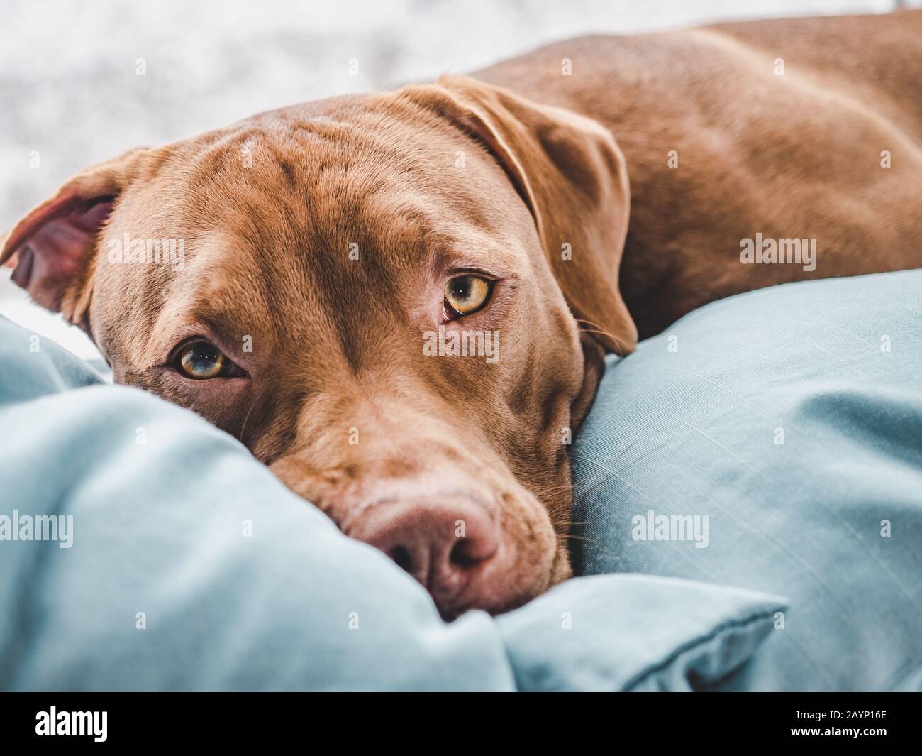 Lovable, pretty puppy of chocolate color. Closeup Stock Photo - Alamy