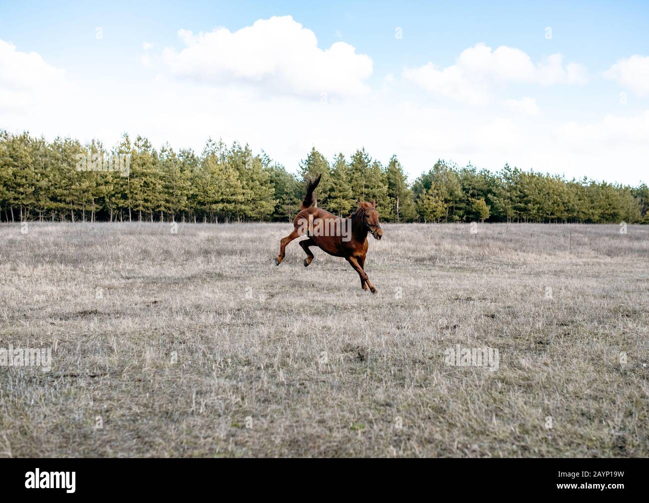 The horse gallops in gait, a portrait in the daylight and rages in the ...