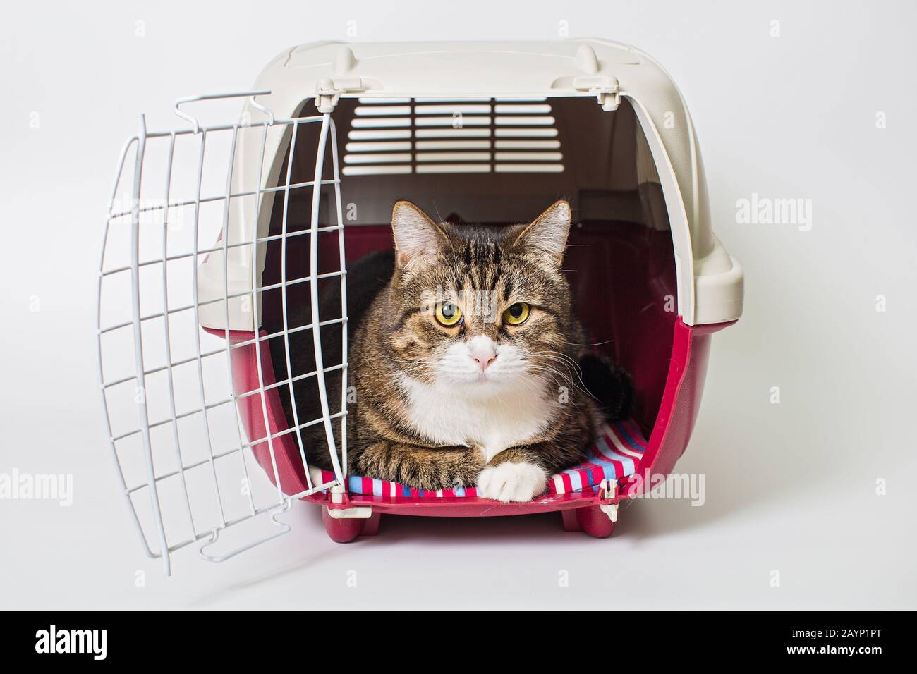 Plastic cat carrier hi-res stock photography and images - Alamy