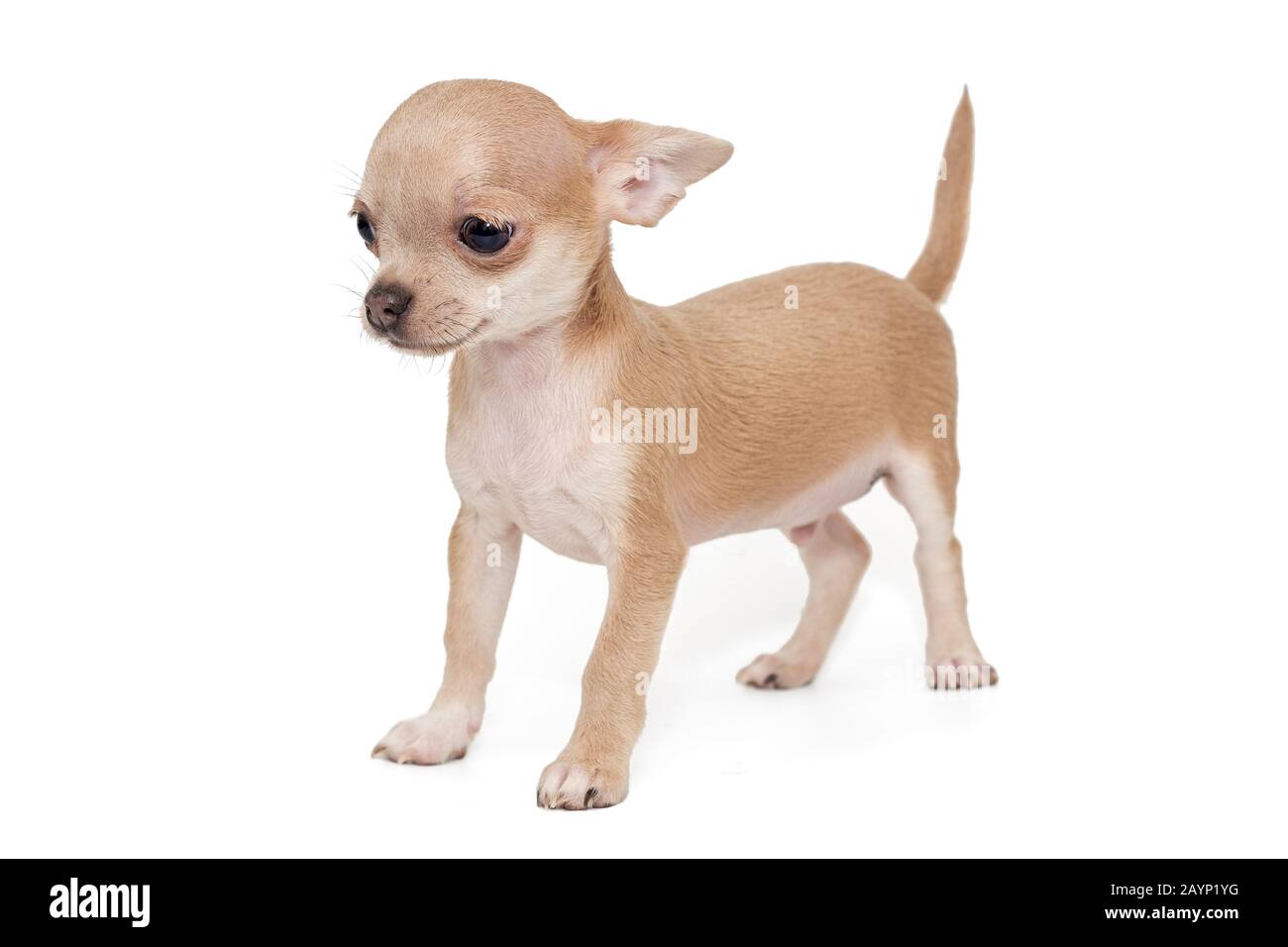 Small, beige color Chihuahua puppy isolated on a white background Stock ...