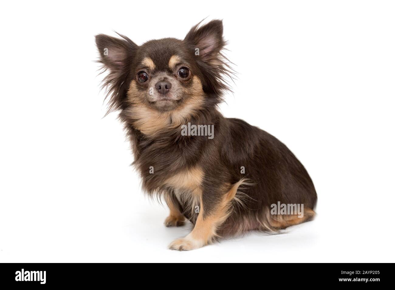 Dog breed Chihuahua brown isolated on a white background Stock Photo ...