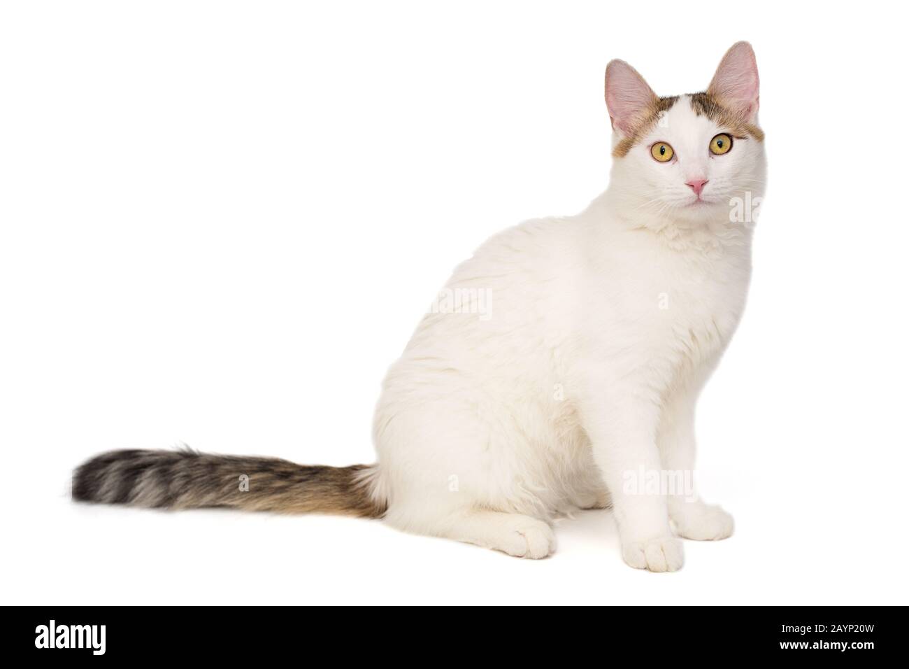 Cat is white with spots isolated on a white background Stock Photo - Alamy
