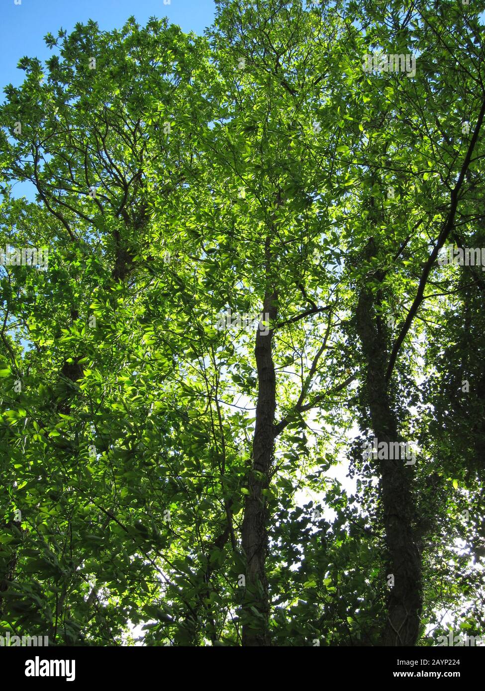 Trees at spring in Brittany Stock Photo - Alamy
