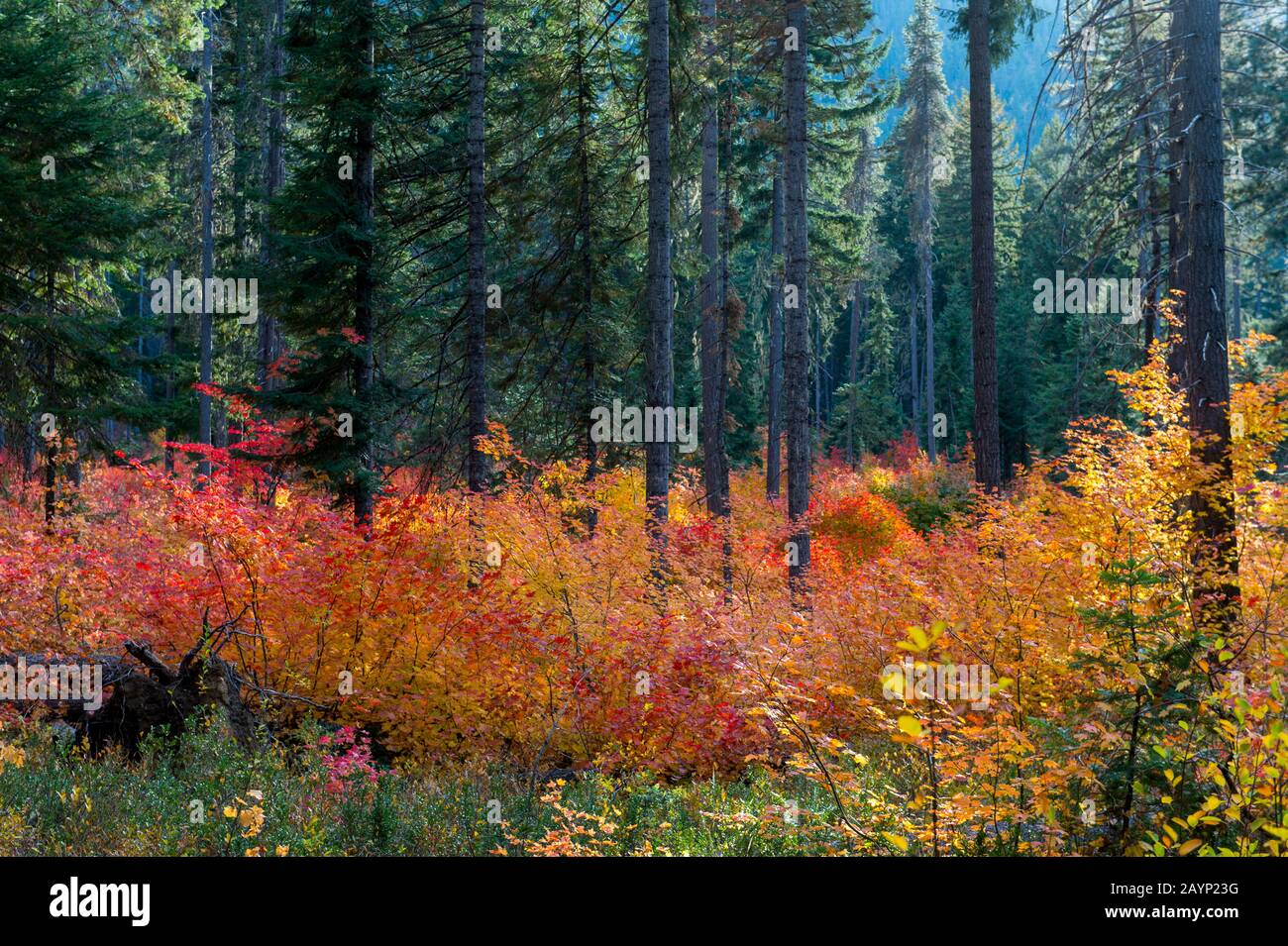 A fall scene with vine maple trees at Lake Wenatchee State Park in ...