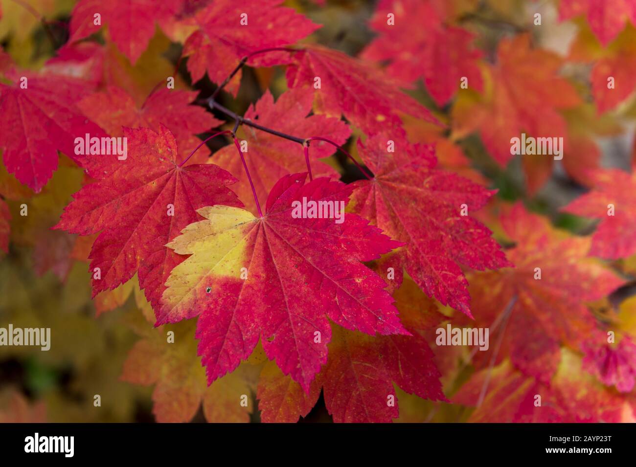 A fall scene with a close-up of vine maple leaves at Lake Wenatchee ...