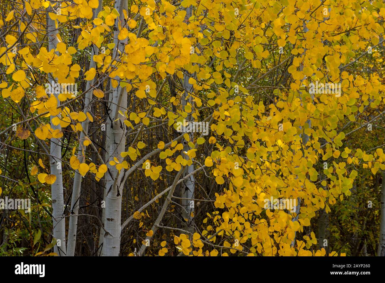Aspen trees in the fall along the Mountain Home Road in the Cascade ...