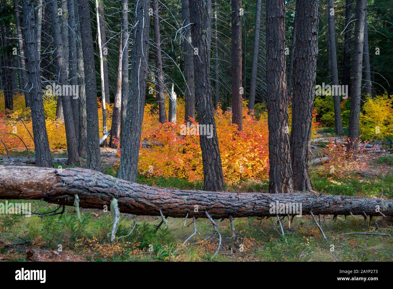 A fall scene with vine maple trees at Lake Wenatchee State Park in ...