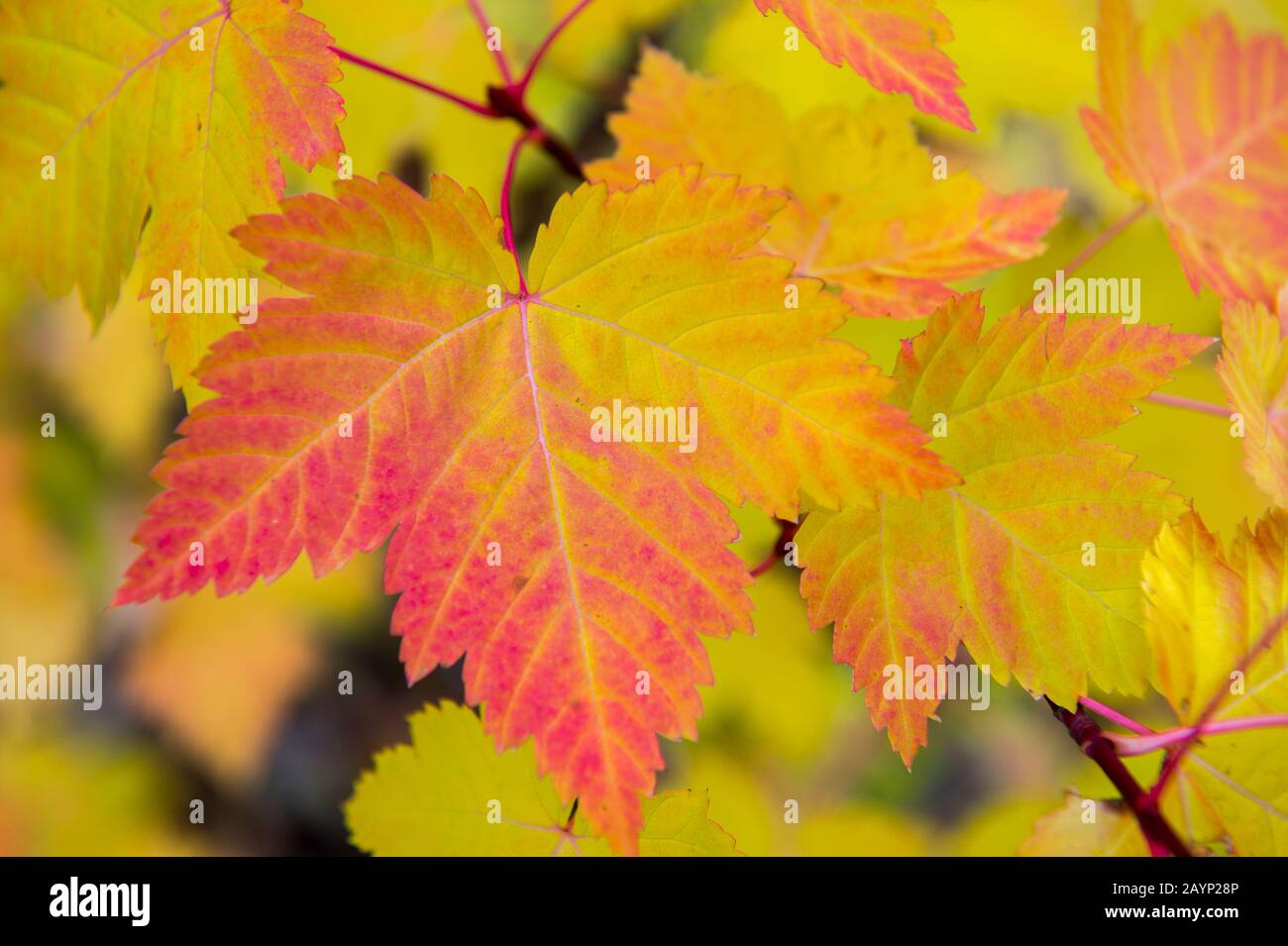 Vine maple hi-res stock photography and images - Alamy