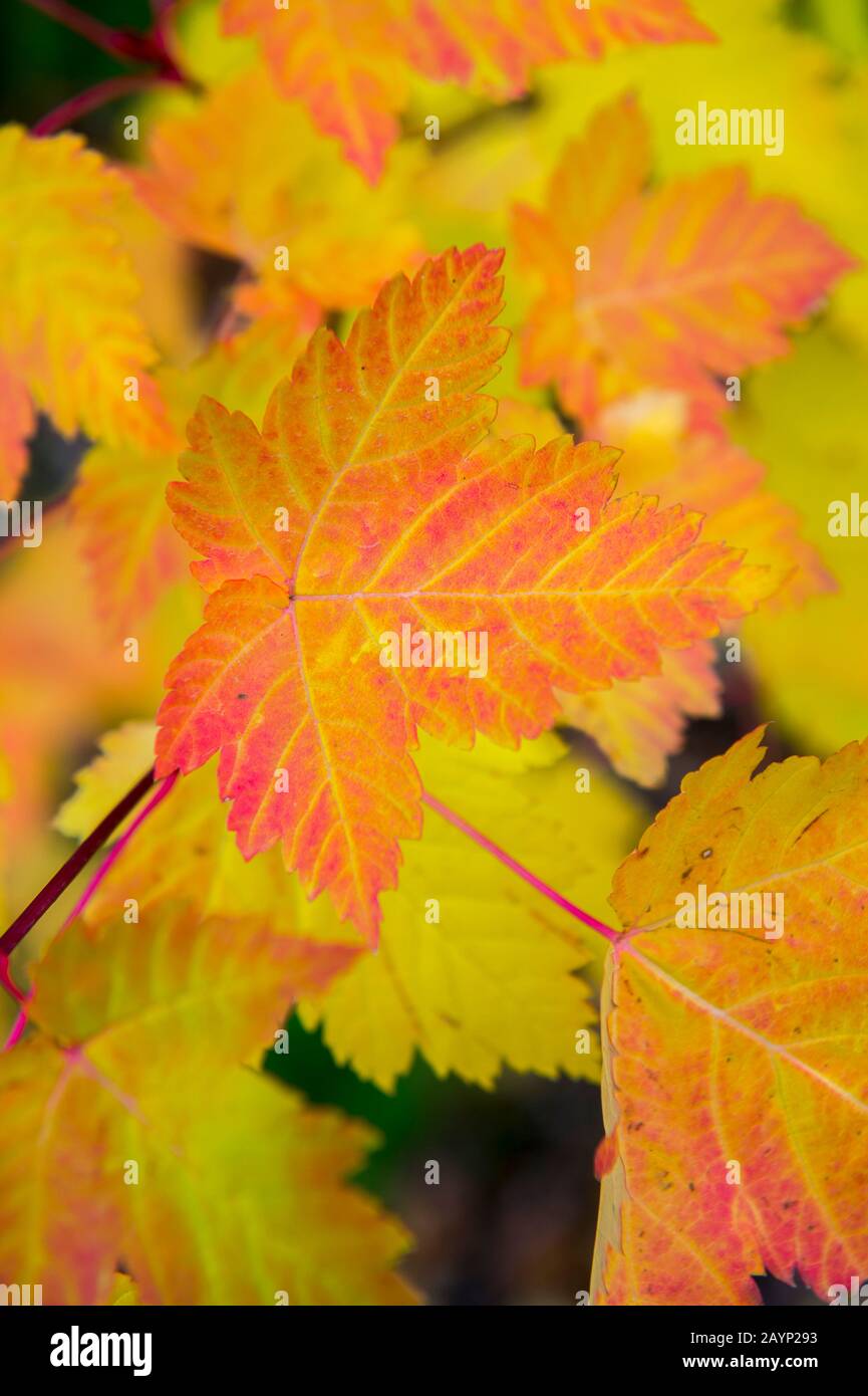 Vine maple leaves hi-res stock photography and images - Alamy