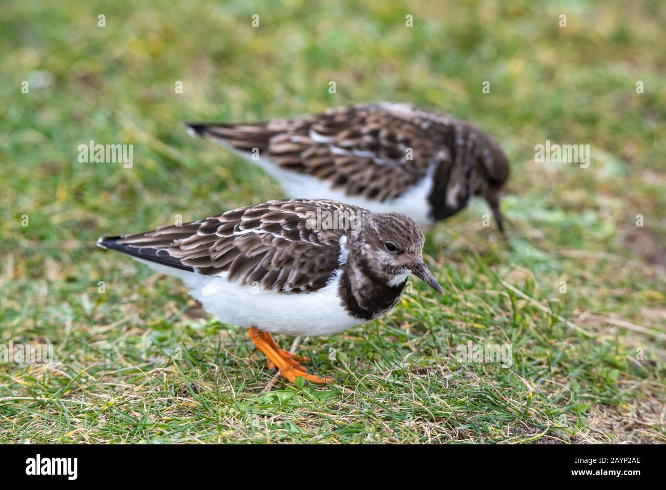 Turnstone (Arenaria interpres), winter plumage, Aberdeen Beach,Aberdeen ...