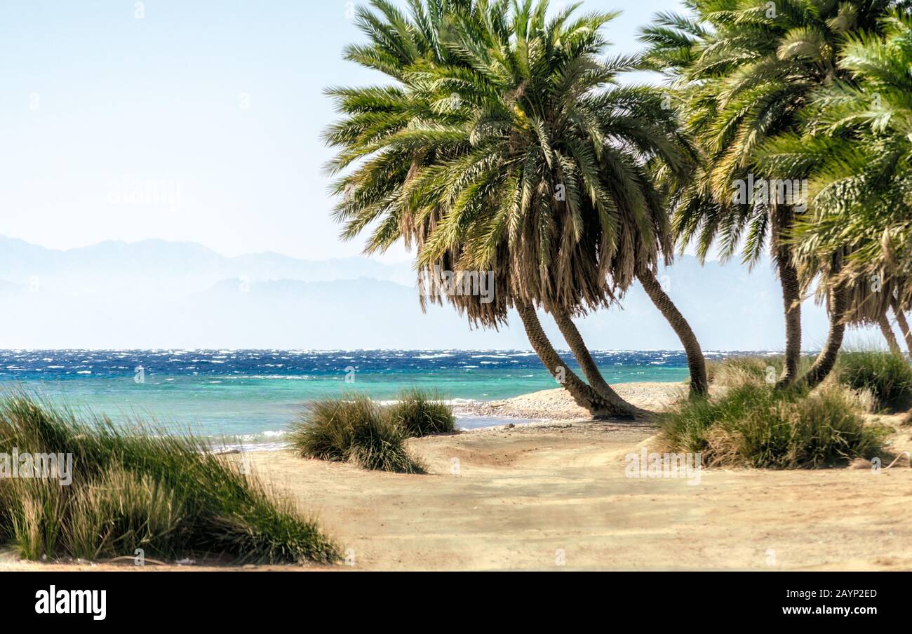 palm trees on the Red Sea on the background of mountains Stock Photo ...