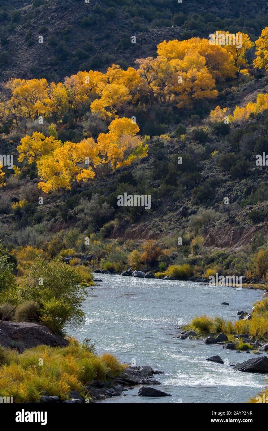 Trees in fall colors at the Rio Grande Gorge between Taos and Santa Fe ...