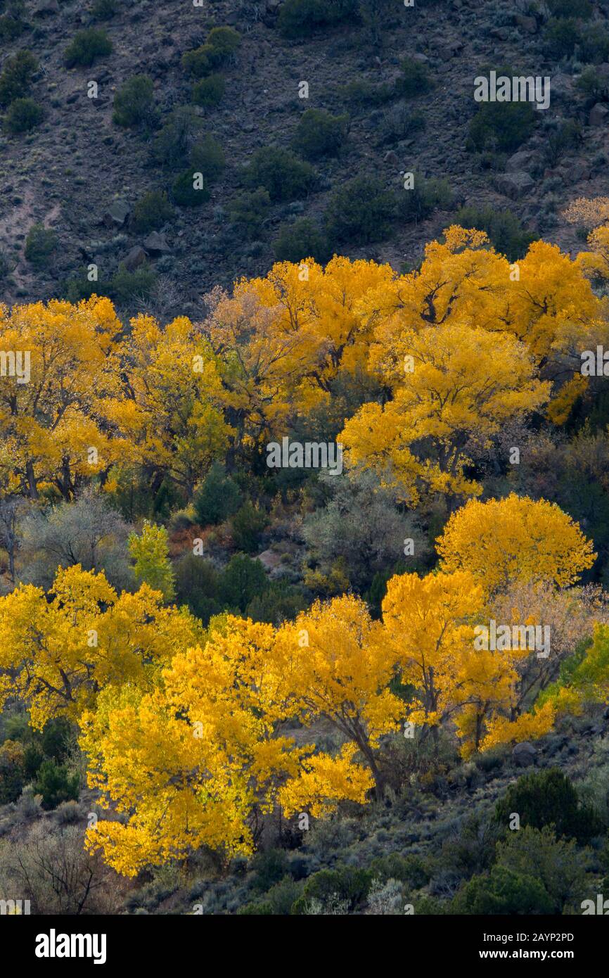Trees in fall colors on the slopes of the Rio Grande Gorge between Taos ...