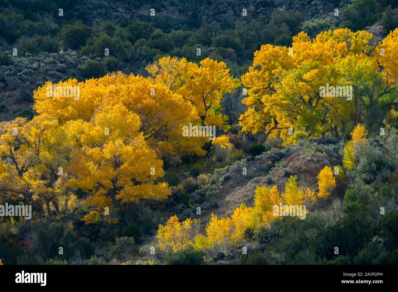 Trees in fall colors on the slopes of the Rio Grande Gorge between Taos ...