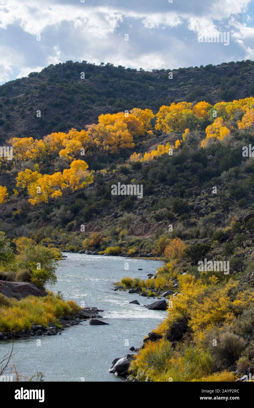 Trees in fall colors at the Rio Grande Gorge between Taos and Santa Fe ...