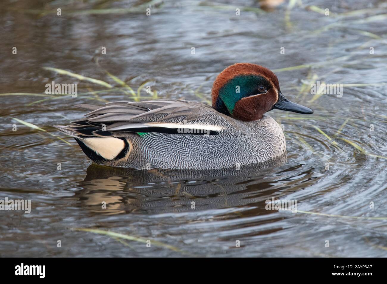 Teal, (Anas crecca), Seaton Park, Aberdeen, Scotland, UK Stock Photo ...