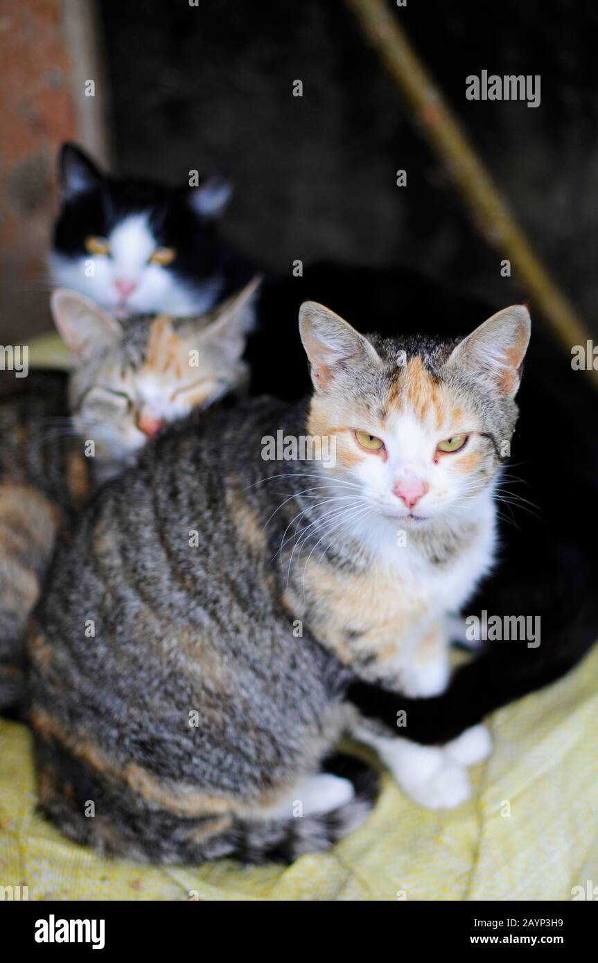 A family of three cats looks closely at the camera Stock Photo - Alamy