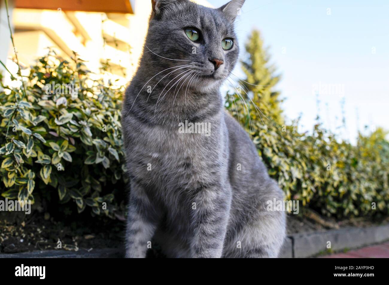 Cat has a walk hi-res stock photography and images - Alamy