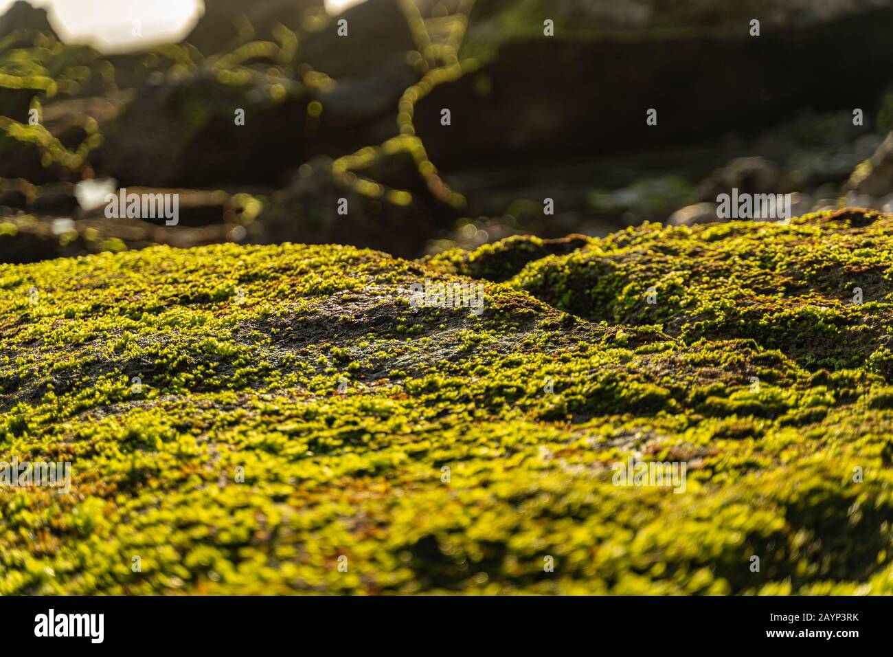 Big stone covered with moss stock photo Stock Photo - Alamy