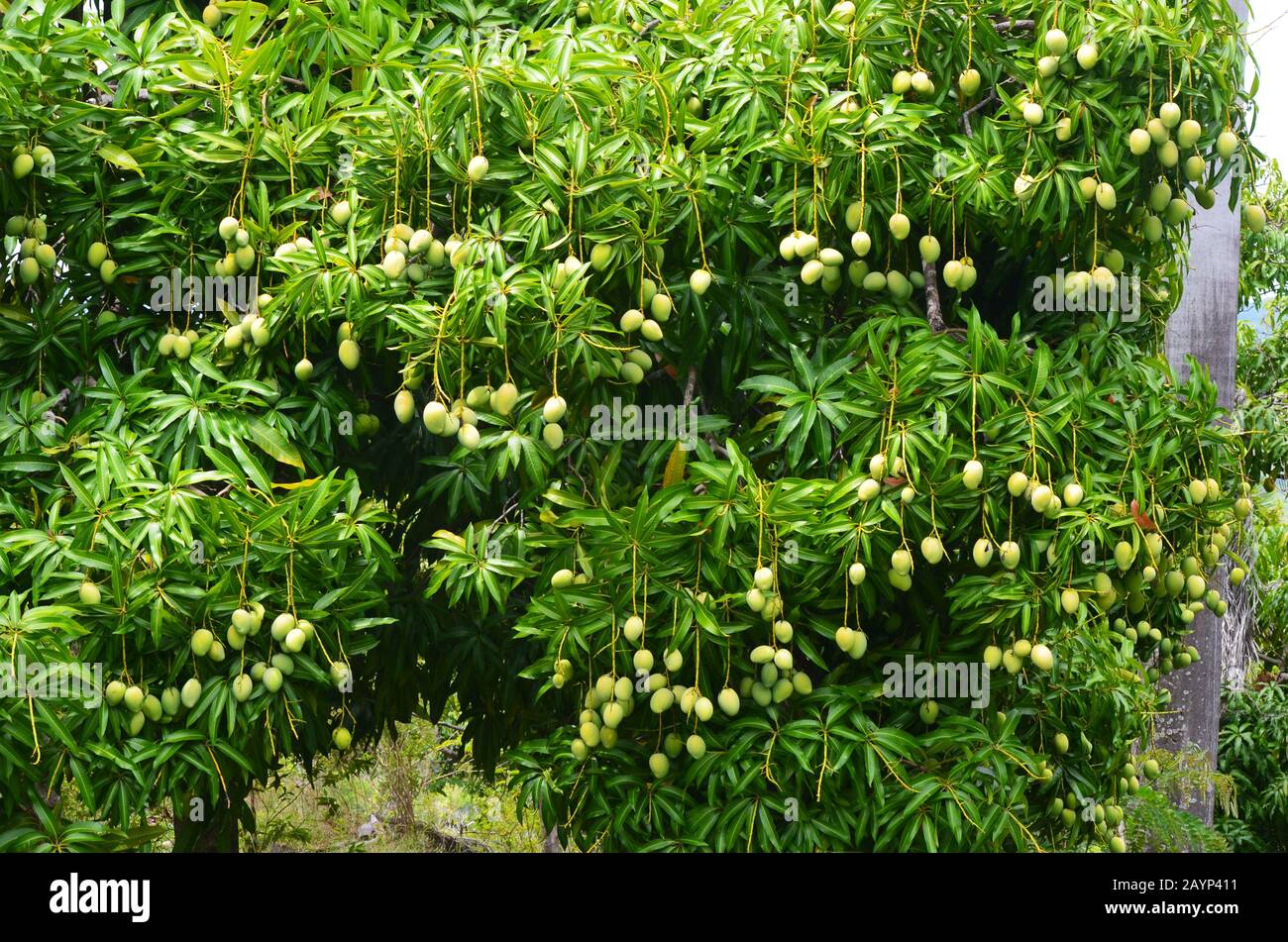 Indian mango varieties hi-res stock photography and images - Alamy