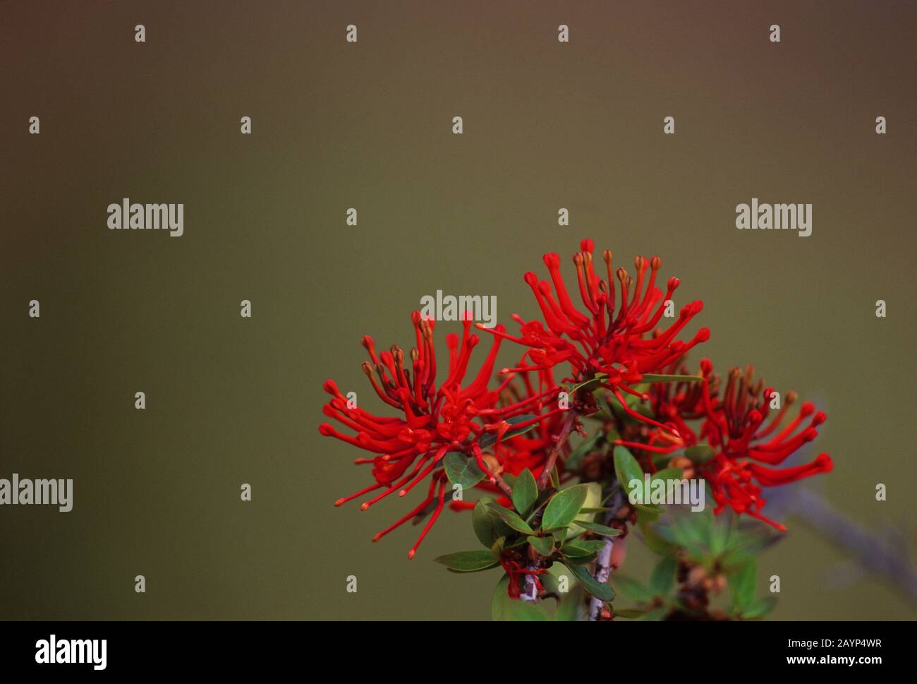 Close-up of a flowering Embothrium coccineum tree in Torres del Paine ...