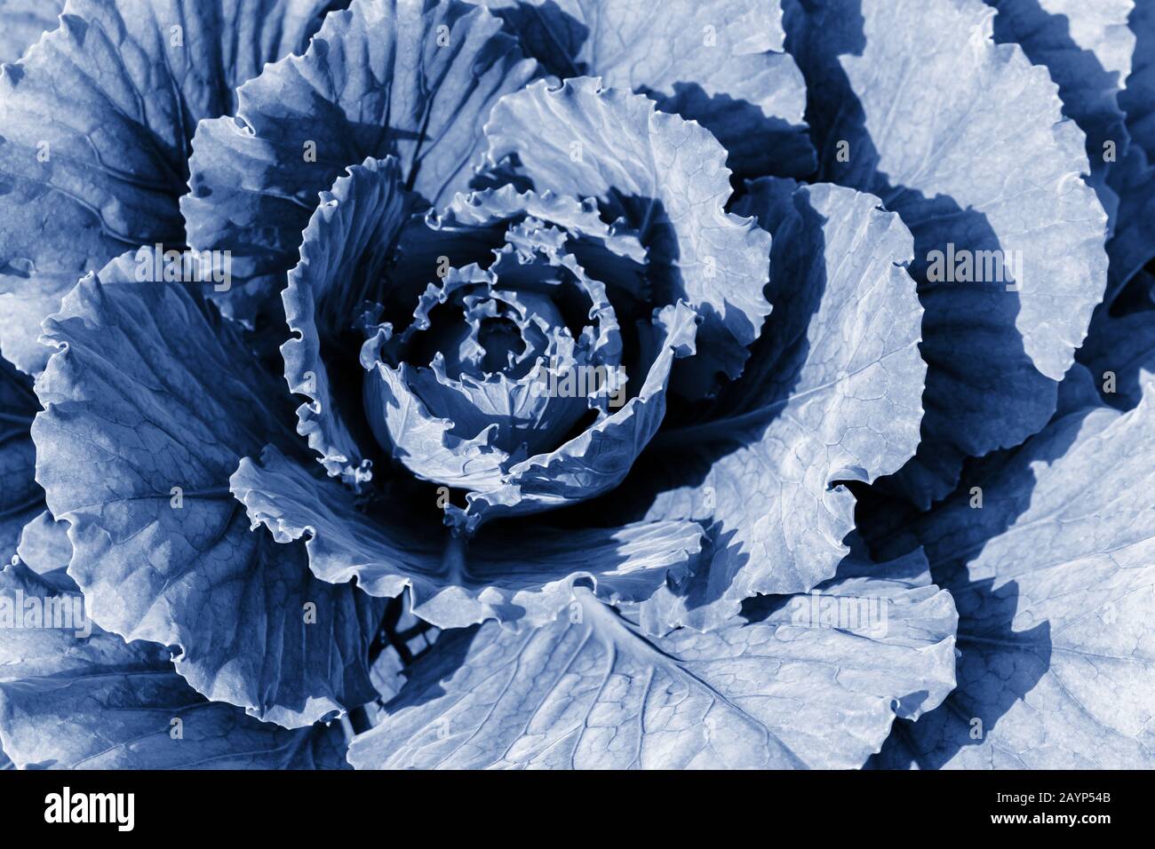 Cabbage cabbage in nature, natural cabbage leaves tinted in classic ...