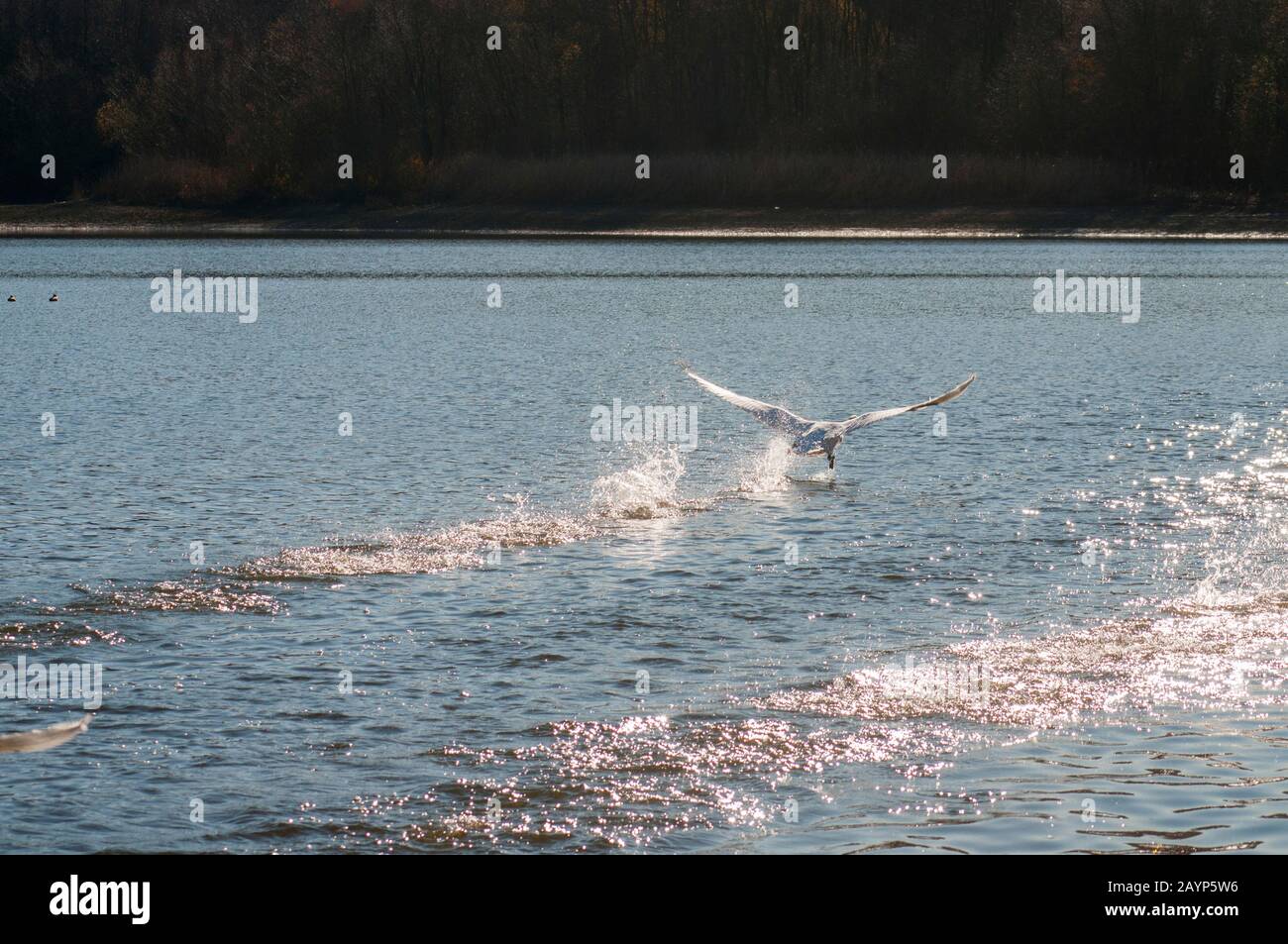 Angel wings swan hi-res stock photography and images - Alamy
