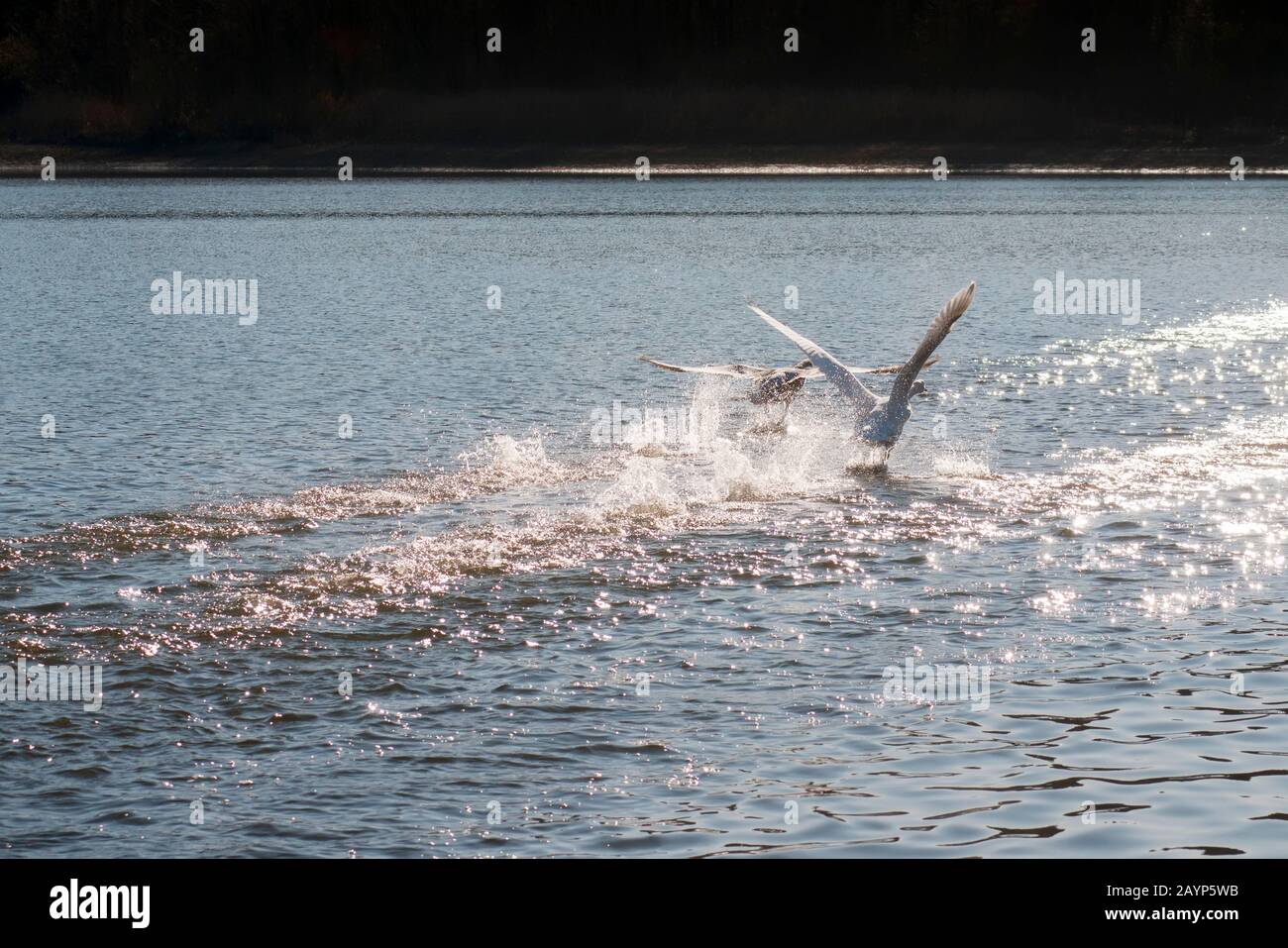 Angel wings swan hi-res stock photography and images - Alamy