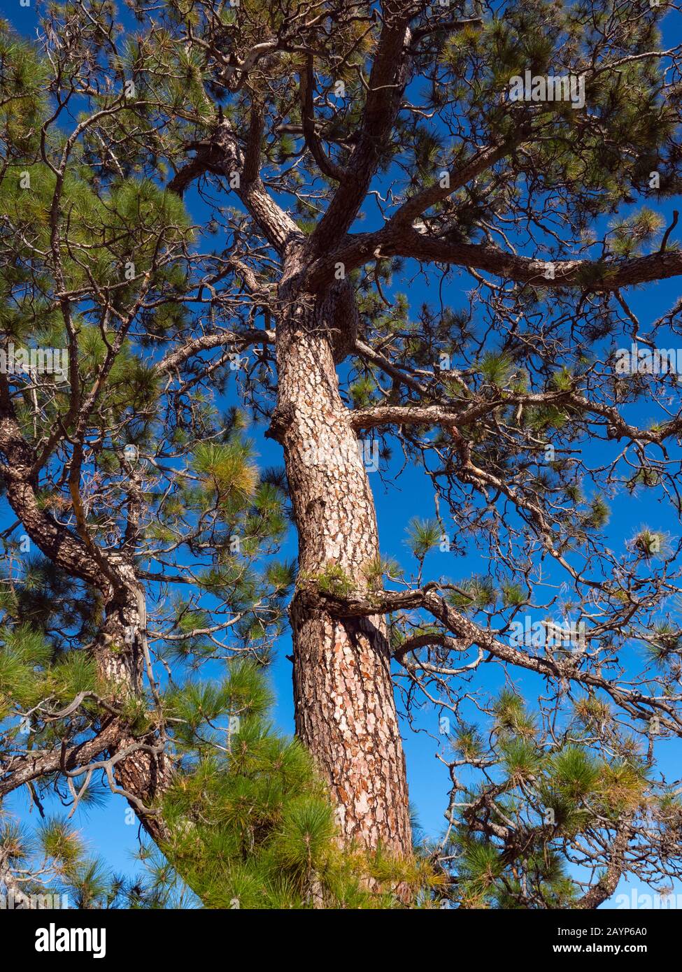 Canary island pine pinus canariensis hi-res stock photography and ...