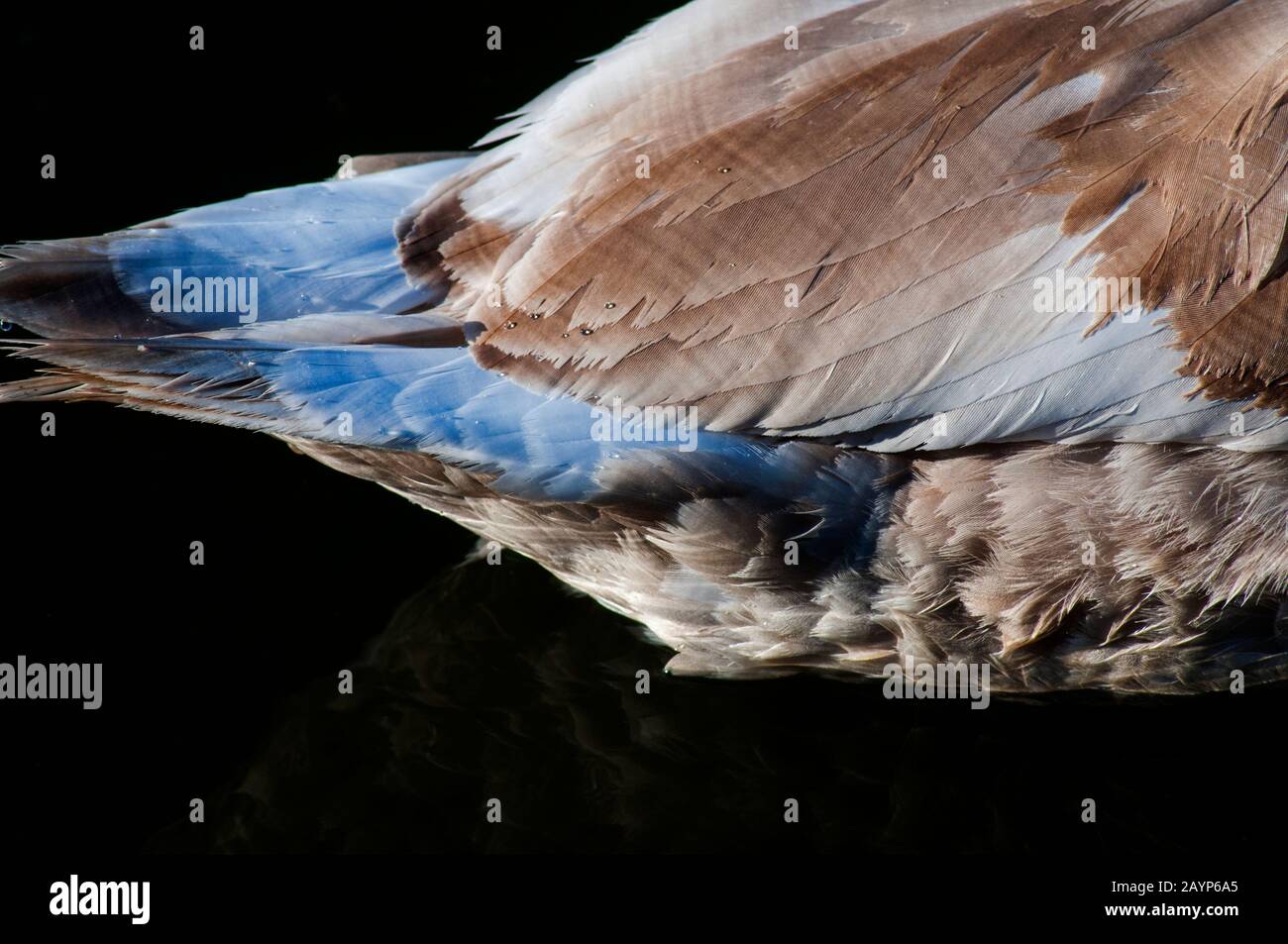 Close up swan texture hi-res stock photography and images - Alamy