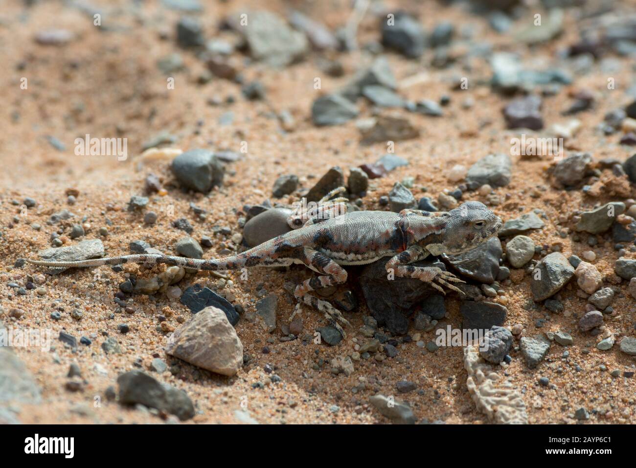 A Sunwatcher toad-head agama (Phrynocephalus helioscopus) at the ...
