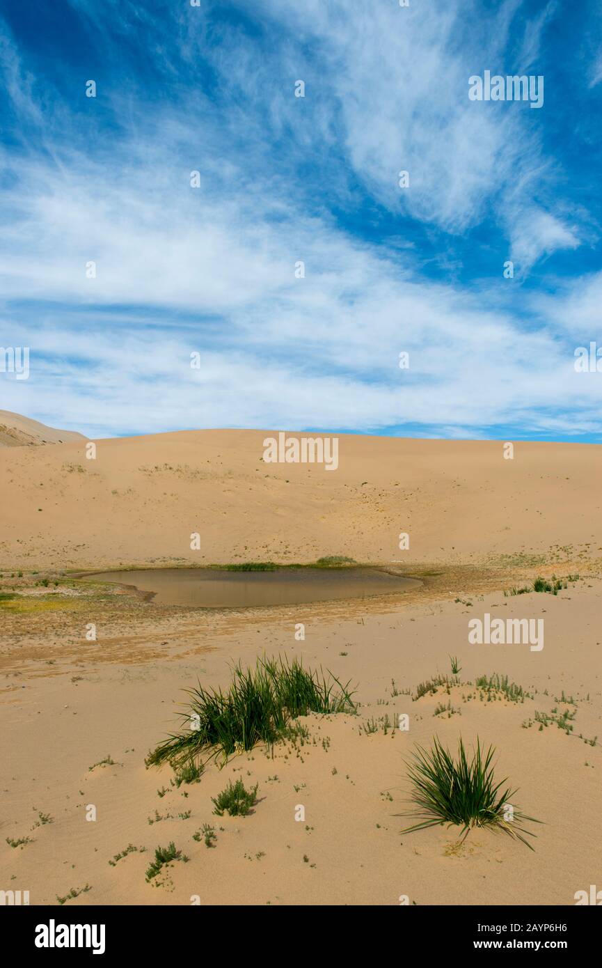 Small ponds in the sand at the Hongoryn Els sand dunes in the Gobi ...