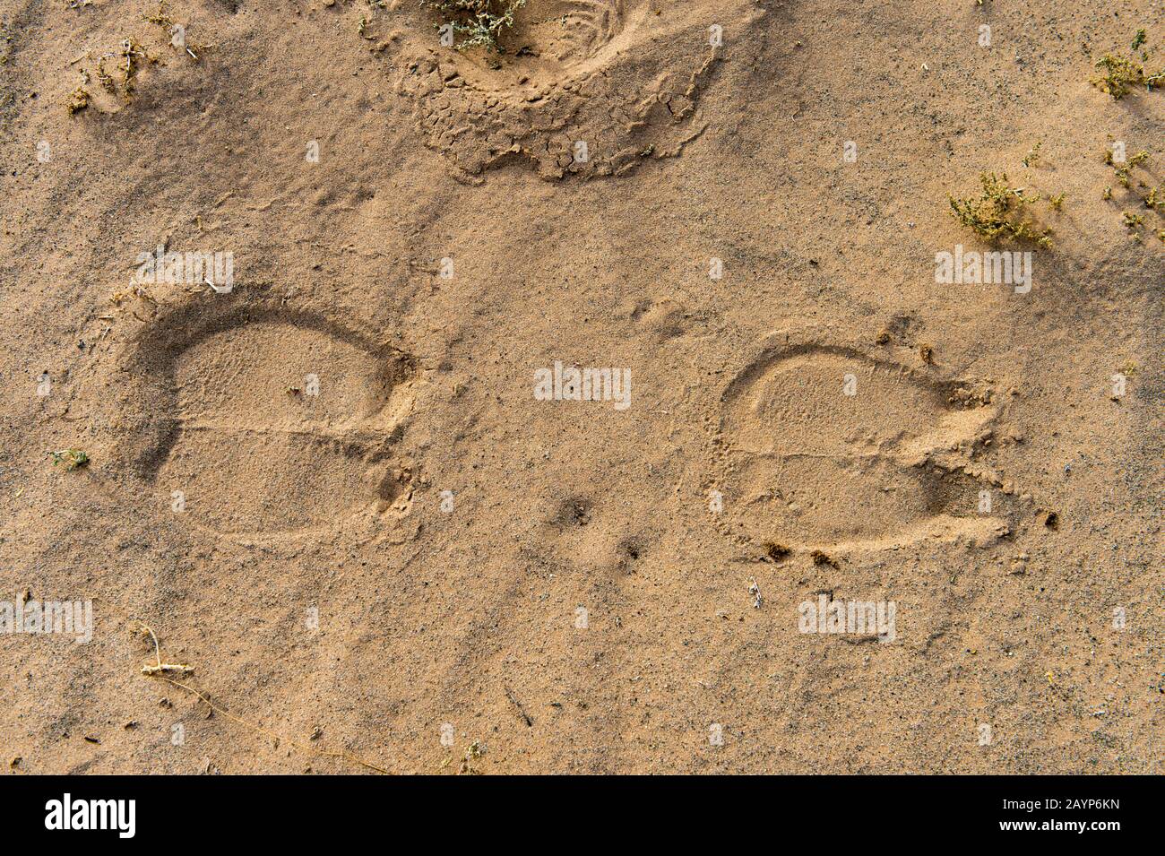 Bactrian camel tracks in the sand at the Hongoryn Els sand dunes in the ...