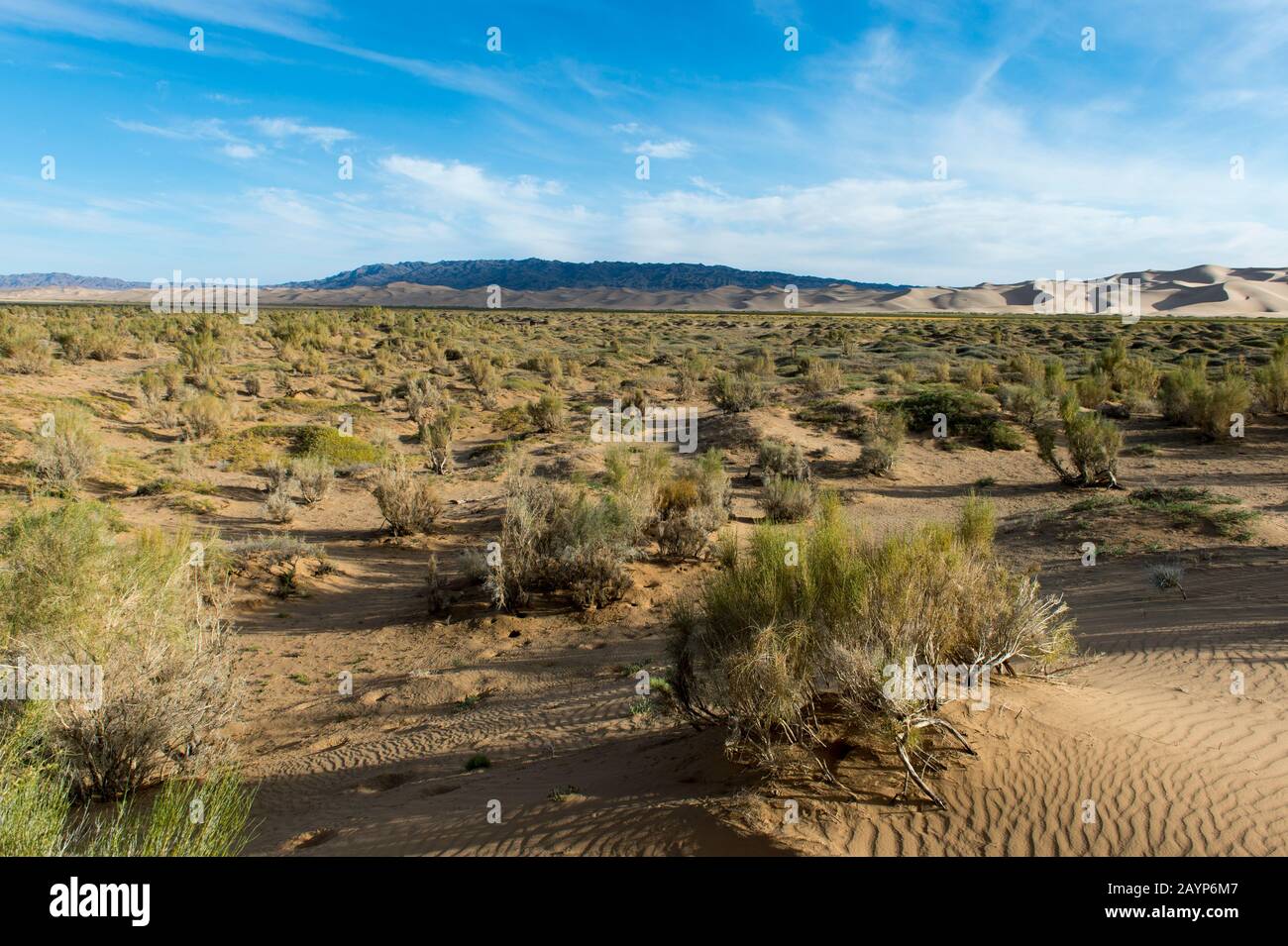 Saxaul trees (Haloxylon ammodendron) (sometimes called sacsaoul or ...