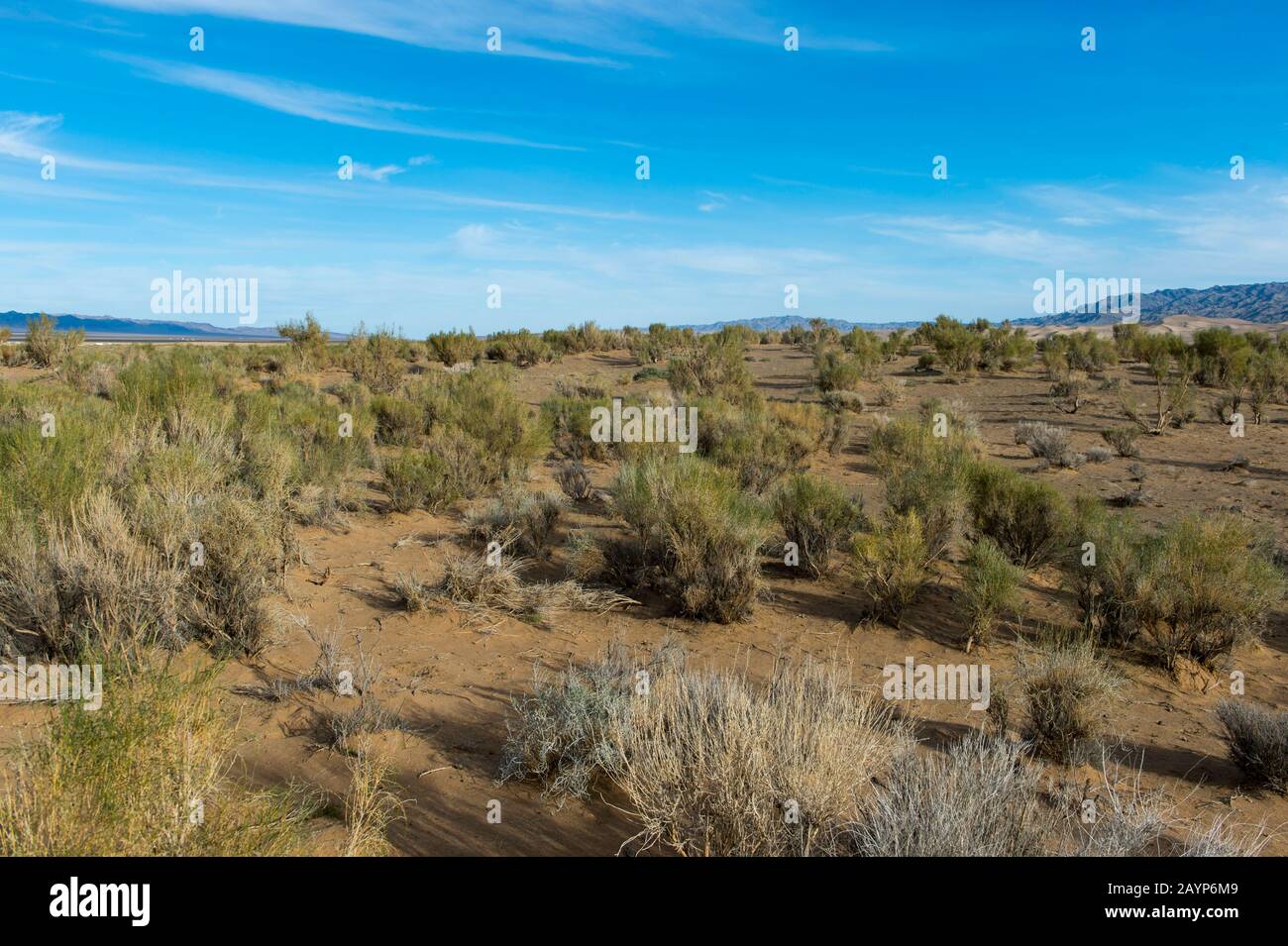 Saxaul trees (Haloxylon ammodendron) (sometimes called sacsaoul or ...